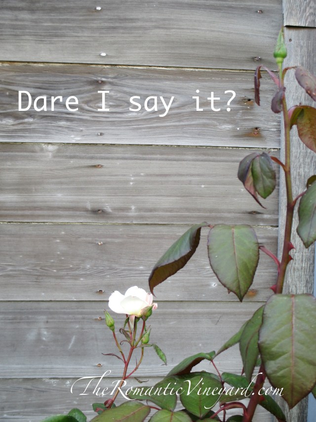 Dare I Say It? | The Romantic Vineyard